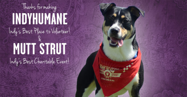 Indy 500 Winner Goes To The Dogs.... - Future Rides